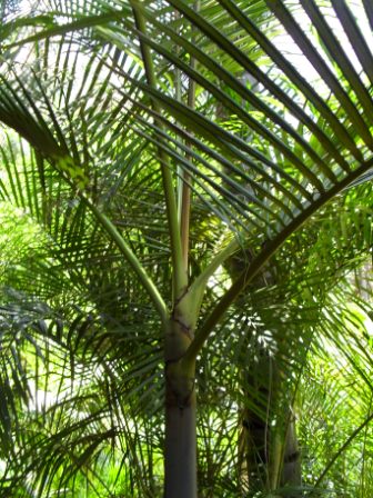 Coast Road Palms-For The Tropical Look - Archontophoenix Purpurea - Mt ...
