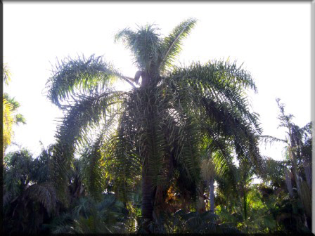 Coast Road Palms-For The Tropical Look - Arecastrum Romanzoffianum ...