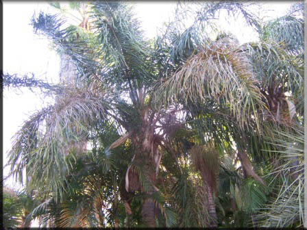 Coast Road Palms-For The Tropical Look - Arecastrum Romanzoffianum ...