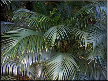 Coast Road Palms-For The Tropical Look - Chamaedorea Atroviren ...