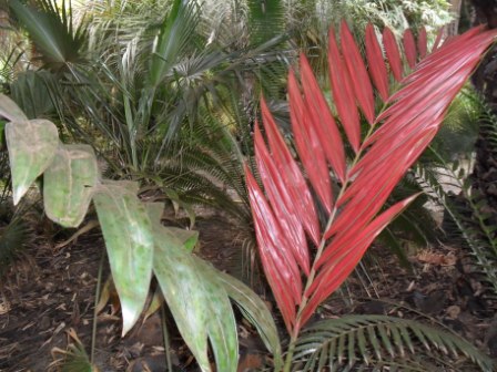 Coast Road Palms-For The Tropical Look - Chambeyronia Macrocarpa ...