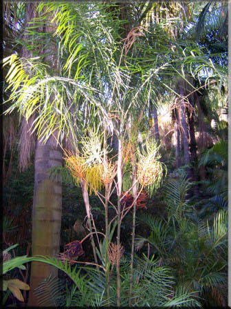 Coast Road Palms-For The Tropical Look - Chamaedorea Radicalis