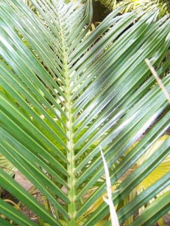 Coast Road Palms-For The Tropical Look - Hyophorbe Verschaffeltii ...