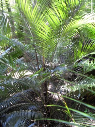 Coast Road Palms-For The Tropical Look - Microcoelum Weddellianum ...
