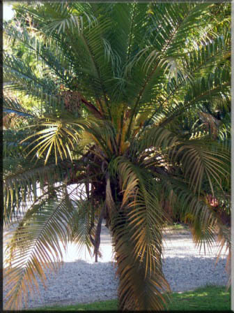 Coast Road Palms-For The Tropical Look - Phoenix Roebelenii - Miniature ...