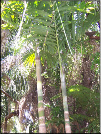 Coast Road Palms-For The Tropical Look - Ptychosperma Elegans ...