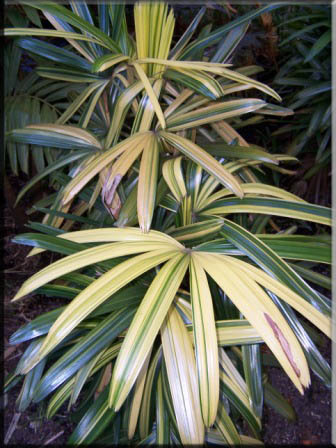 Coast Road Palms-For The Tropical Look - Rhapis Excelsa - Variegated ...
