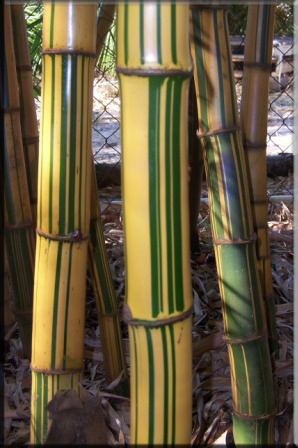 Coast Road Palms-For The Tropical Look - Bamboo Bambusa Vulgaris ...