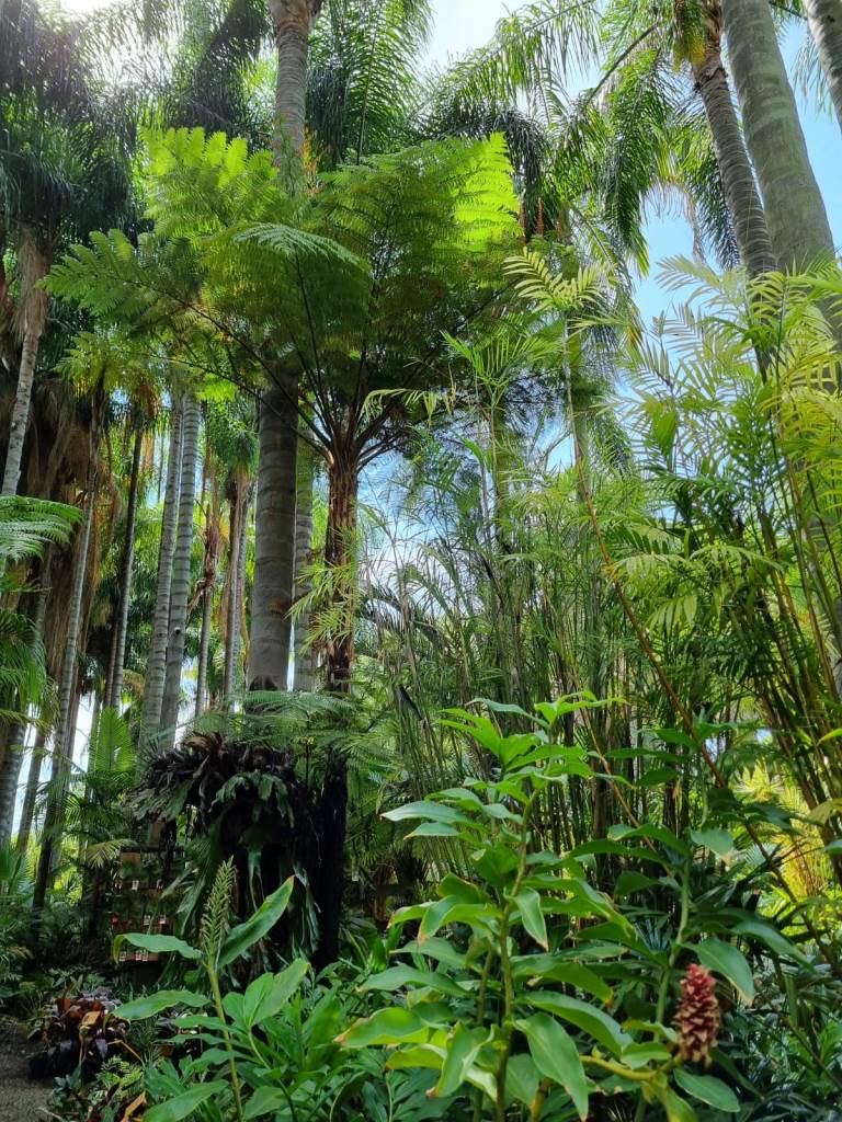 Coast Road Palms-For The Tropical Look-Perth's best palm/cycad/bamboo ...