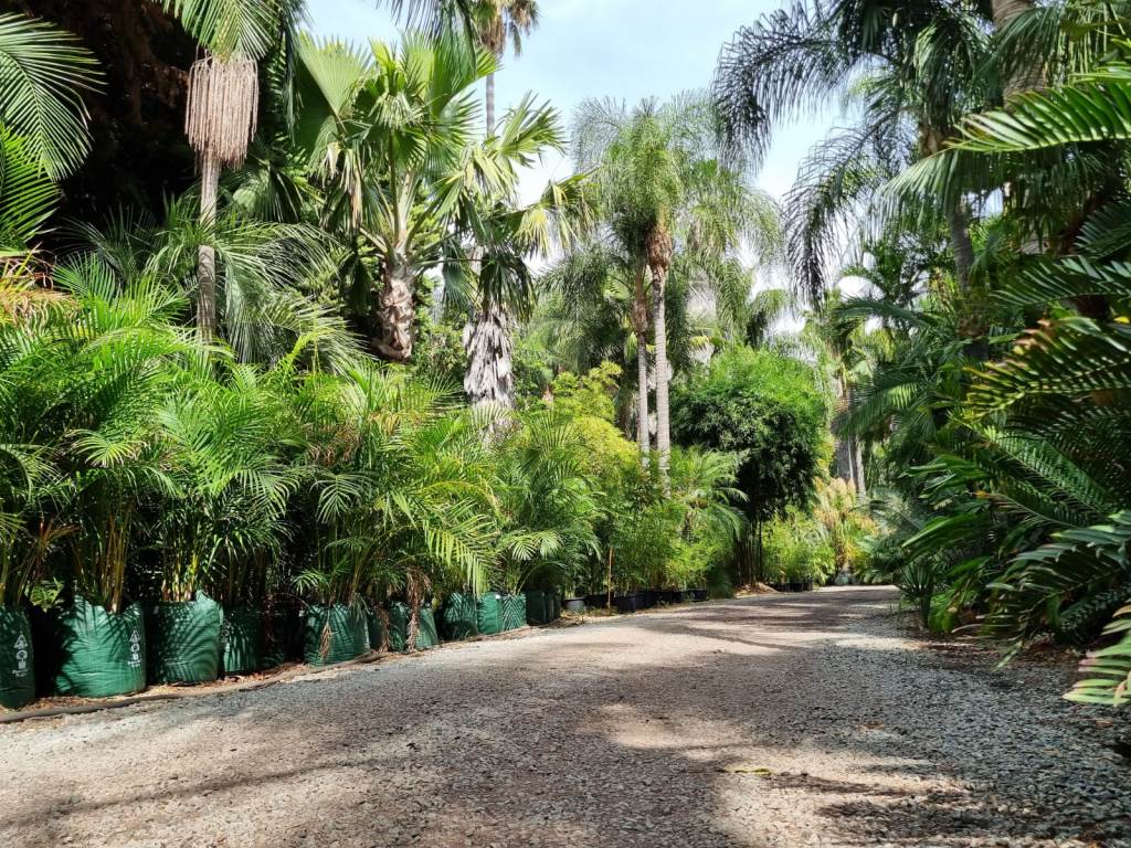 Coast Road Palms-For The Tropical Look-Perth's best palm/cycad/bamboo ...