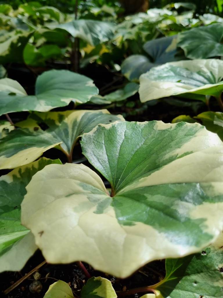 Coast Road Palms-For The Tropical Look-Perth's best palm/cycad/bamboo ...