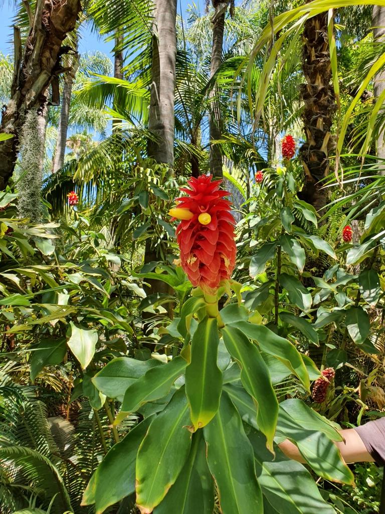 Coast Road Palms-For The Tropical Look-Perth's best palm/cycad/bamboo ...