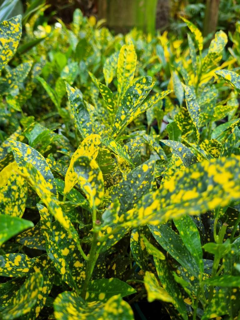 Coast Road Palms-For The Tropical Look-Perth's best palm/cycad/bamboo ...