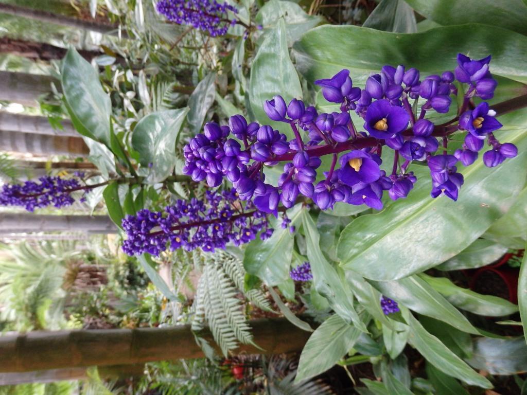 Coast Road Palms-For The Tropical Look-Perth's best palm/cycad/bamboo ...