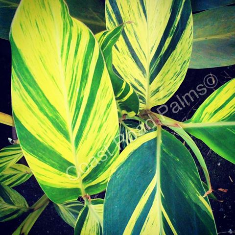 Coast Road Palms-For The Tropical Look-Perth's best palm/cycad/bamboo ...