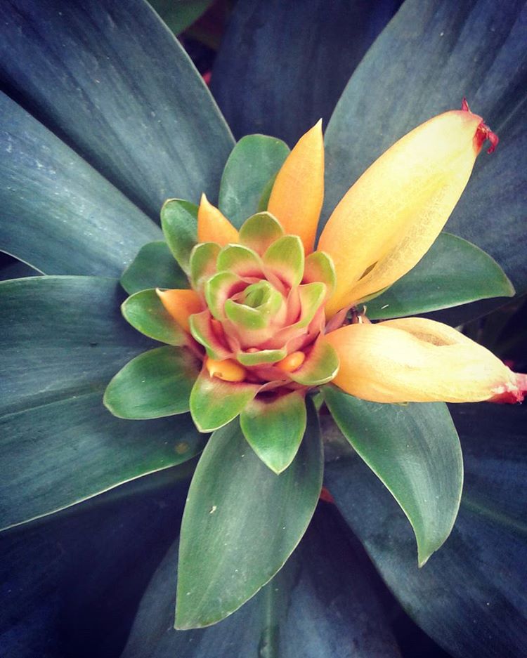 Coast Road Palms-For The Tropical Look-Perth's best palm/cycad/bamboo ...