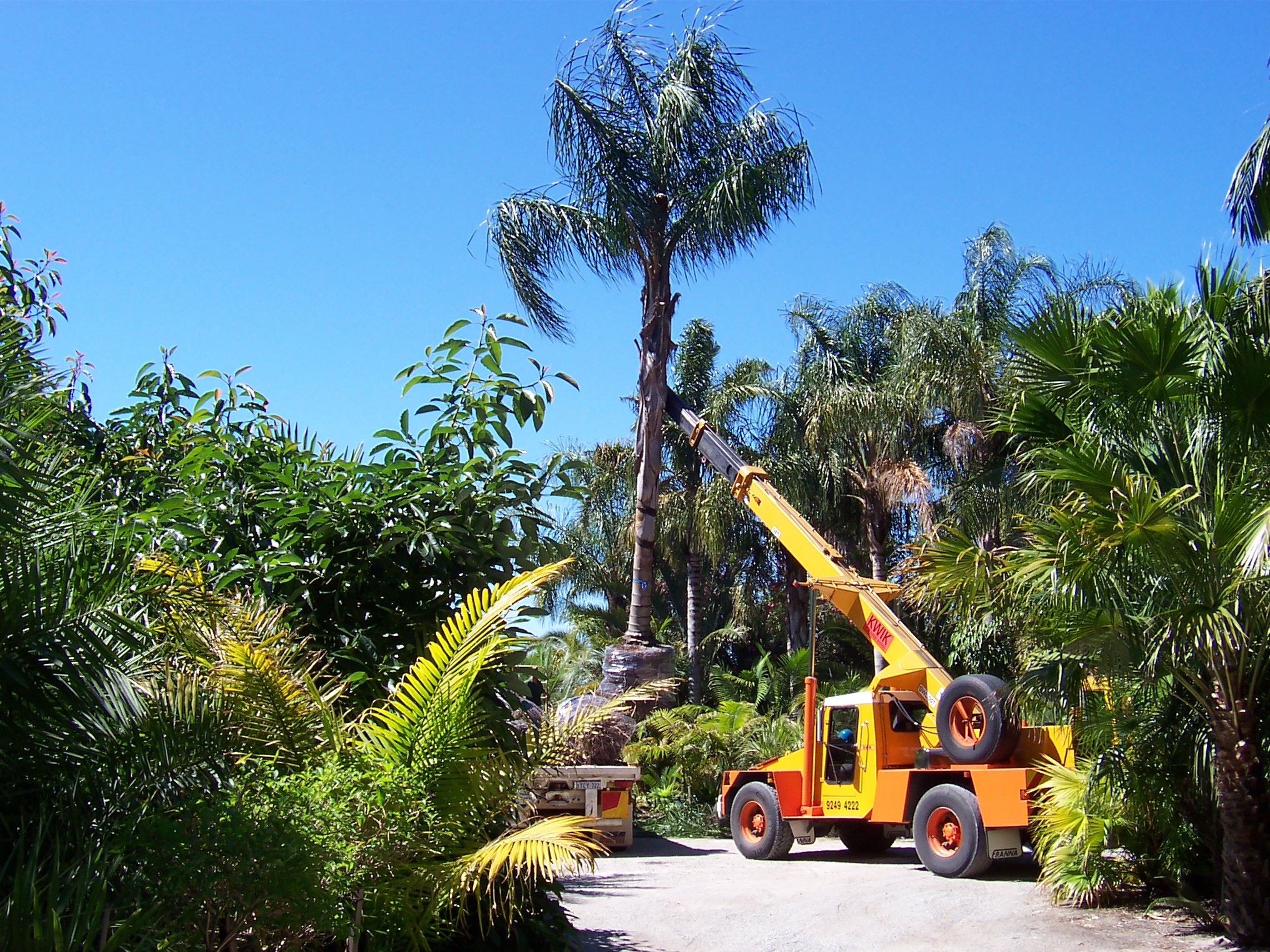 Coast Road Palms-For The Tropical Look-Perth's best palm/cycad/bamboo ...
