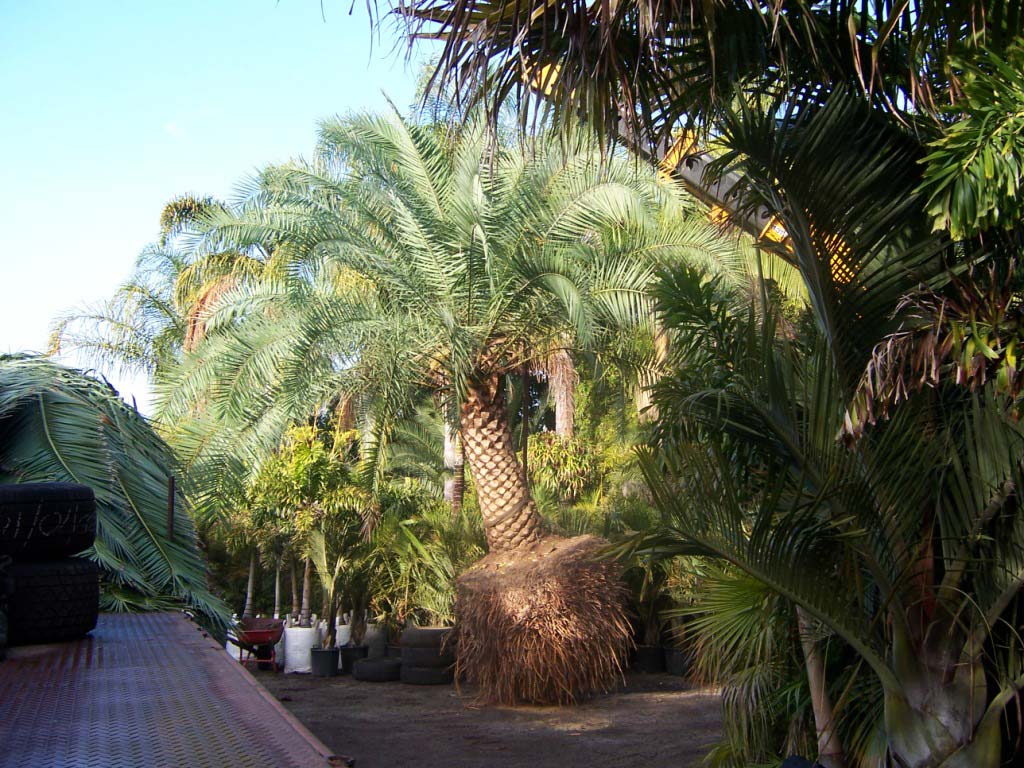 Coast Road Palms-For The Tropical Look-Perth's best palm/cycad/bamboo ...